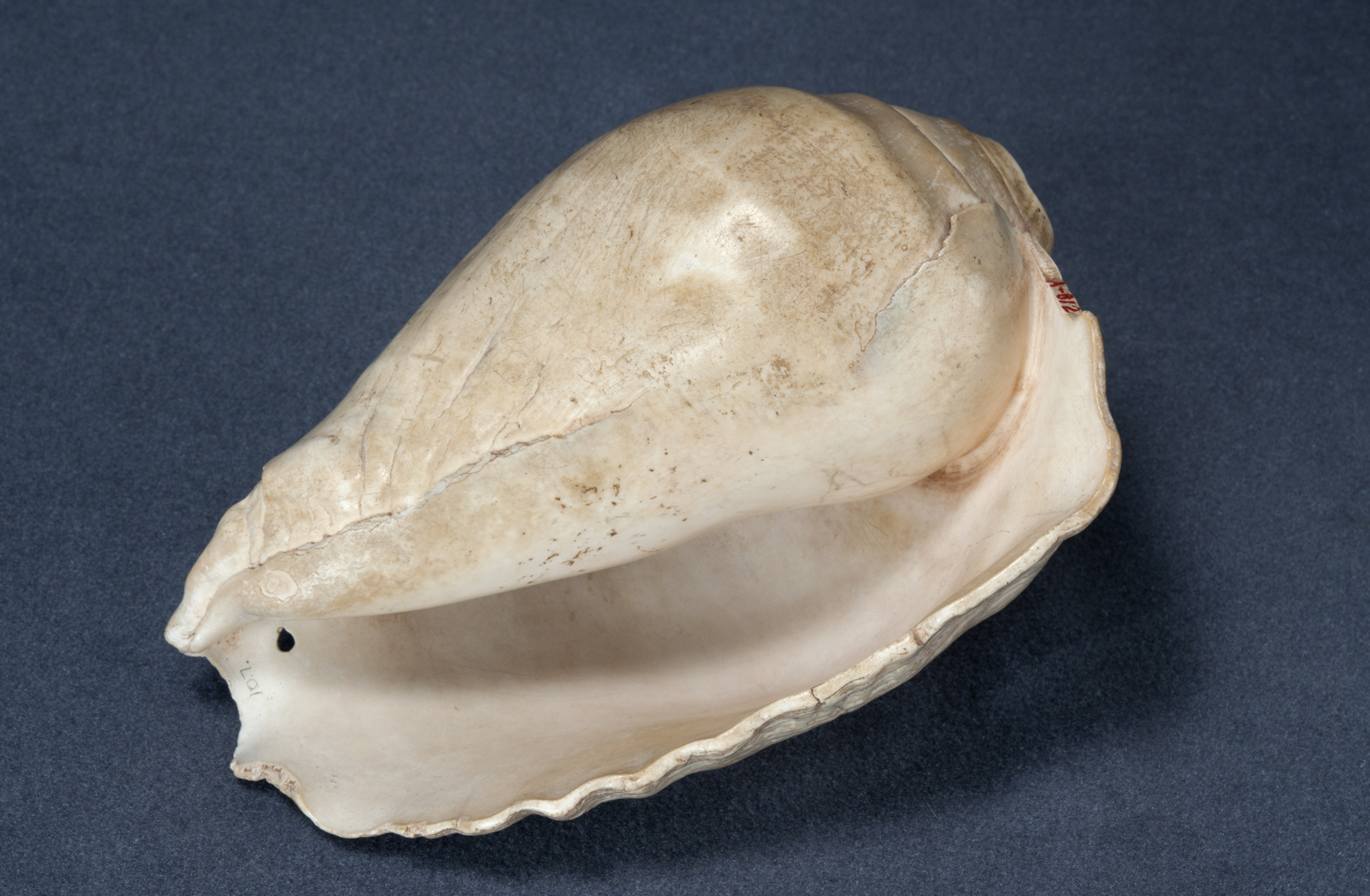 Conch Shell Trumpet | Arizona State Museum