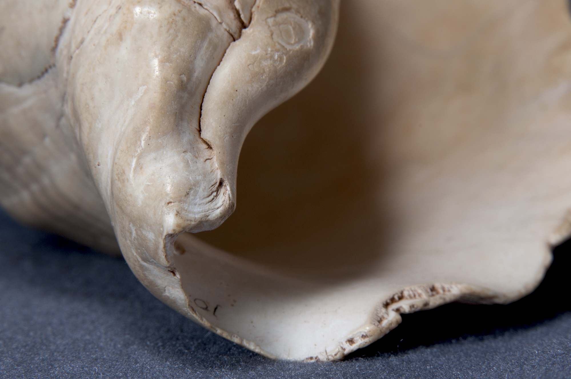 Conch Shell Trumpet | Arizona State Museum